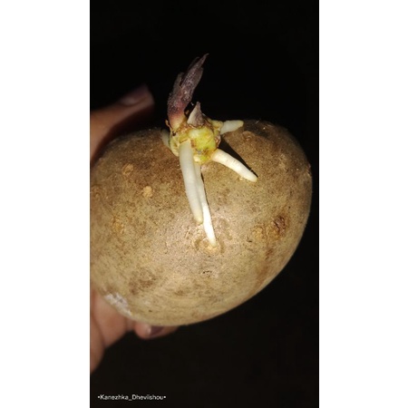 Jual Kentang Udara / Kentang Gantung / Gembolo / Air potato / Kentang ...