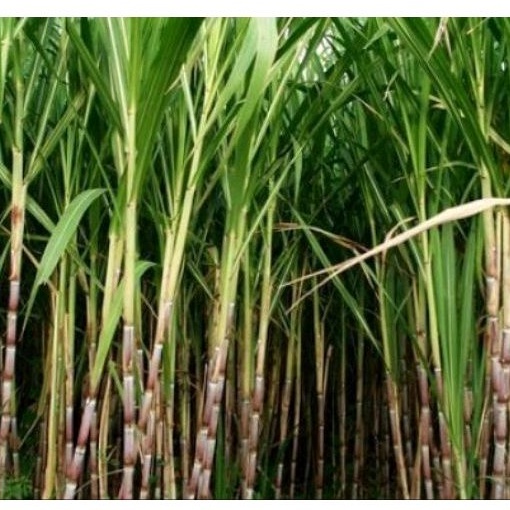 Jual Tebu hitam segar panjang 1 meter tbg | Shopee Indonesia
