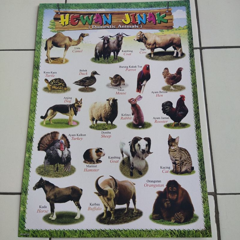 Jual Poster Edukasi Anak l Poster Abjad A-Z l Angka l Huruf Hijaiyah l ...