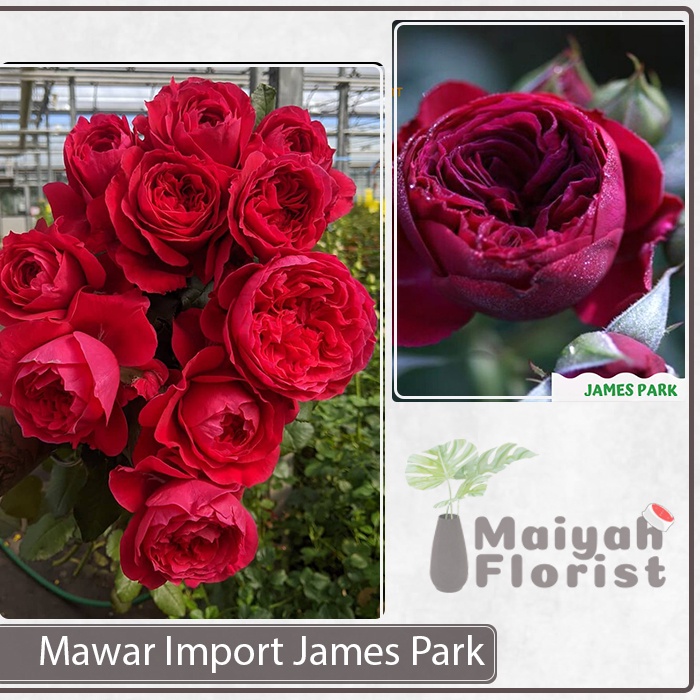 Jual Mawar Import James Park - Sudah Kuncup / Berbunga - Tanaman Hias ...