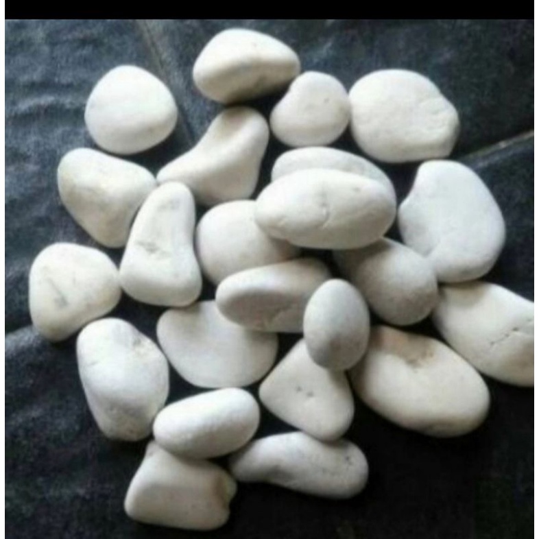 Jual Batu kupang koral putih batu koral putih aquarium tanaman 1 kg | Shopee Indonesia