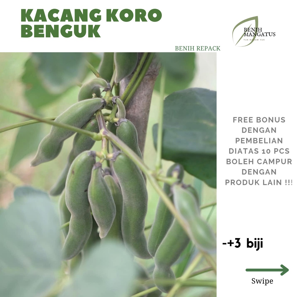 Jual C_30 Benih KACANG KORO BENGUK -3 BIJI Tanaman Sayuran MURAH repack ...