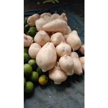 Jual Bengkoang segar | Shopee Indonesia