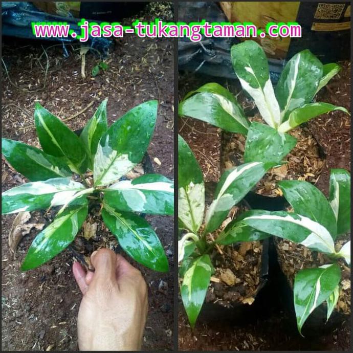 Jual BIBIT TANAMAN PEACE LILY VARIGATA /BIBIT BUNGA SEPATU FILUM ...