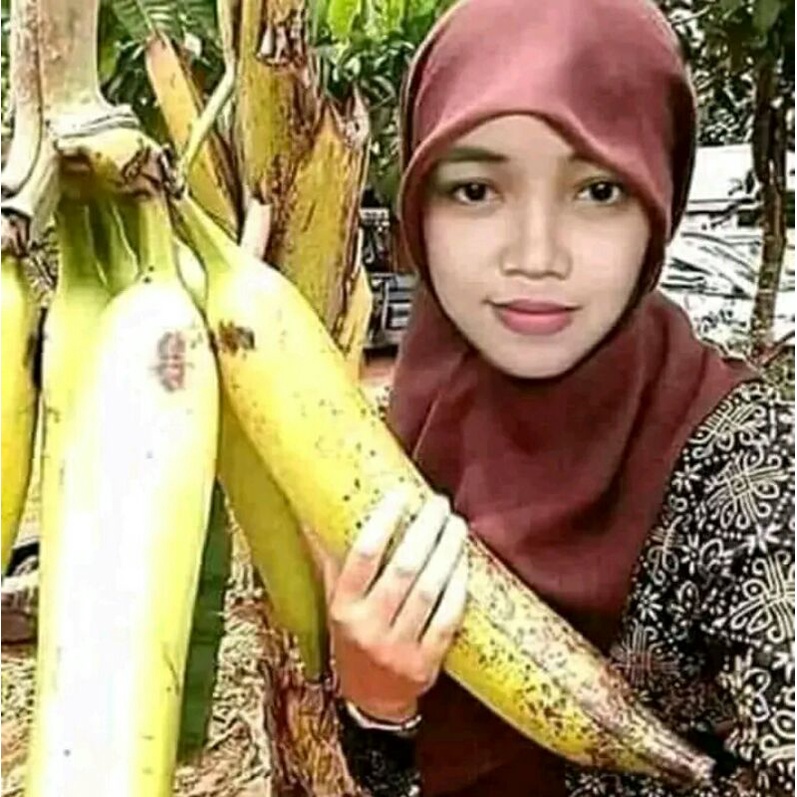 Jual Pisang tanduk jumbo | Shopee Indonesia