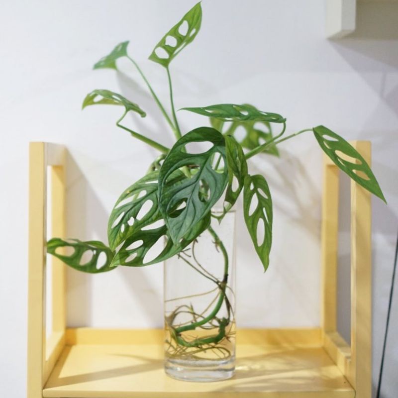 Jual ( TERMURAH ) Vas Bunga Kaca Tinggi Vas Kaca Bamboo Vas Kaca Bening ...