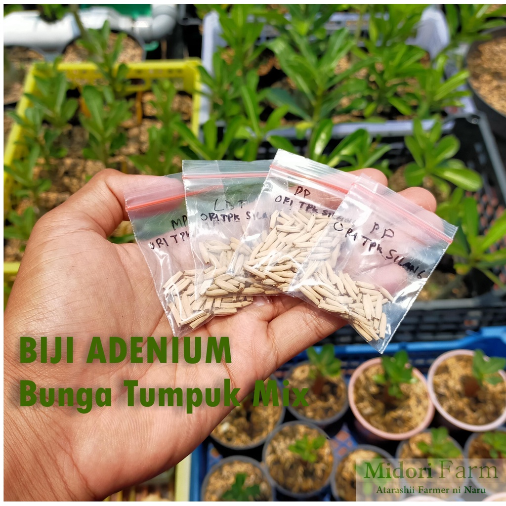 Jual Biji Adenium Bunga Tumpuk Hasil Persilangan MIX (PAKET 25, 50 dan ...