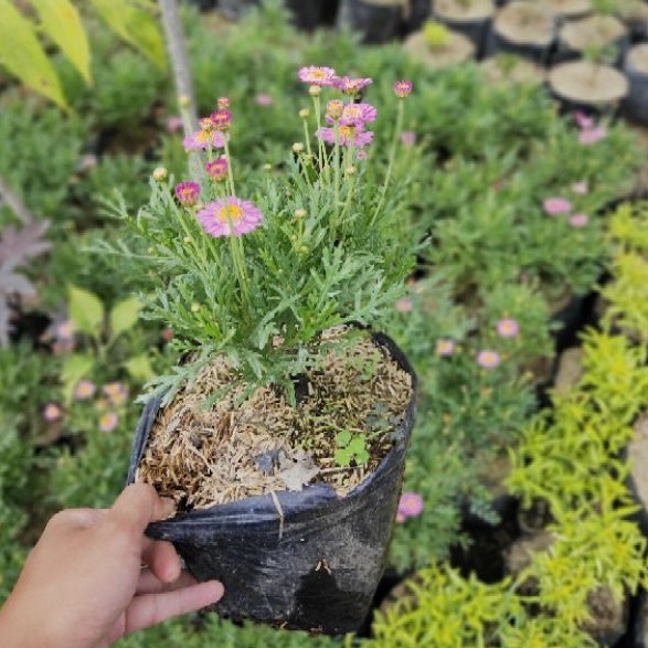 Jual Tanaman Bunga Knikir Pink atau Knikir Cosmos Daisy | Shopee Indonesia