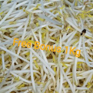 Jual Toge Bangkok | Tauge | Toge Panjang 250gr + Gratis Bonus | Shopee ...