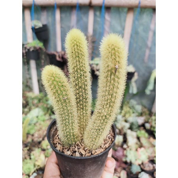 Jual Kaktus ekor tupai kuning | Shopee Indonesia