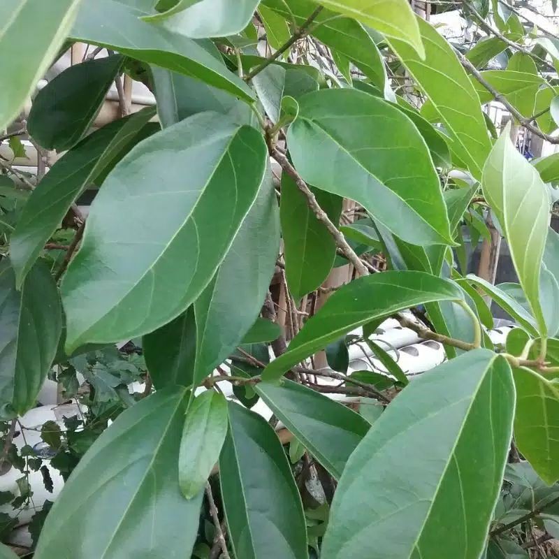 Jual Ready Daun Cincau Hijau 500 grm Cincau Perdu Segar langshng petik ...