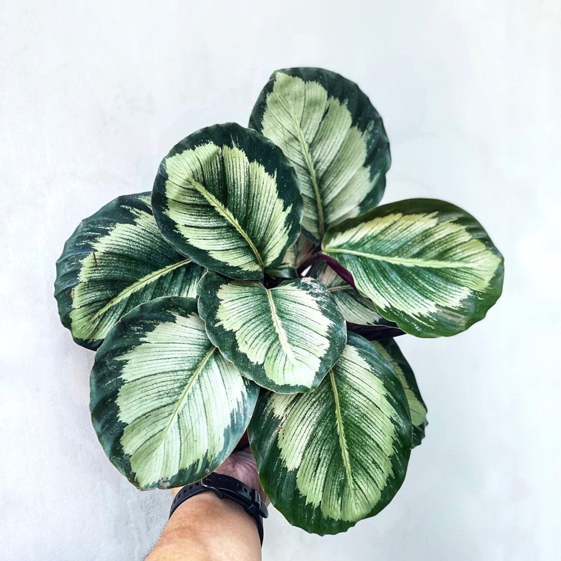 Jual Tanaman Hias Calathea Drak Star - Calatheadrak star - kalatea ...