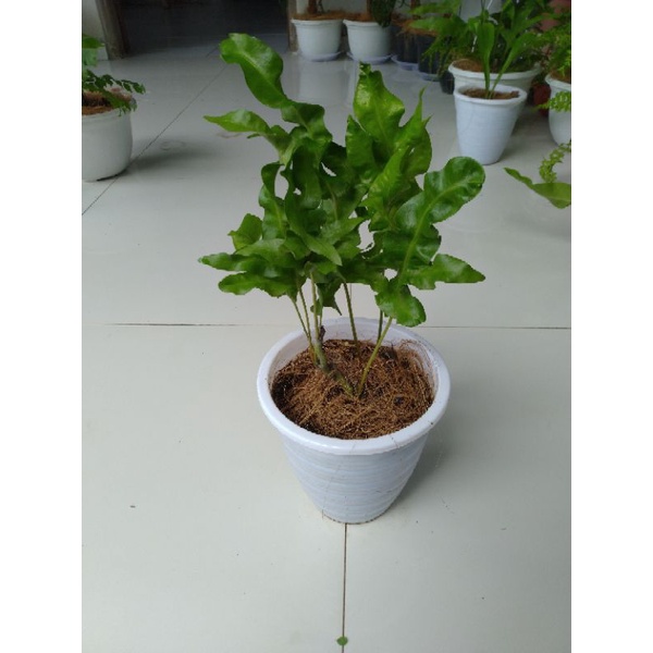 Jual Pakis Api atau Pakis obor atau Pakis Petir atau Kadaka Petir atau ...
