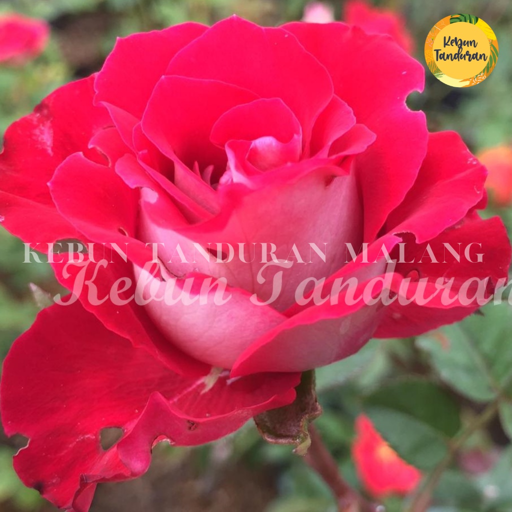 Jual Tanaman Hias Mawar (berakar dan bebunga) Aneka Warna | Shopee ...