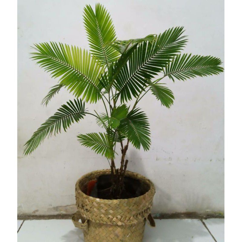 Jual tanaman palem paris | Shopee Indonesia