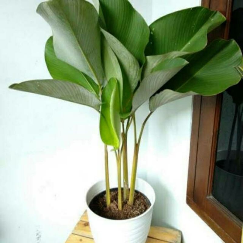 Jual tanaman hias pisang Calathea tinggi 1 meter | Shopee Indonesia