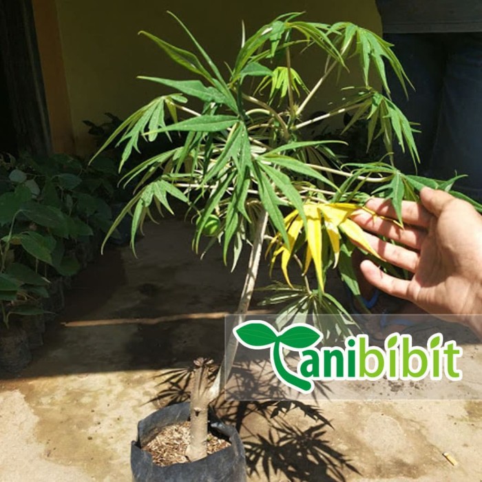 Jual Bibit Tanaman Yodium - Pohon Betadine Jarak Tintir Jafora ...