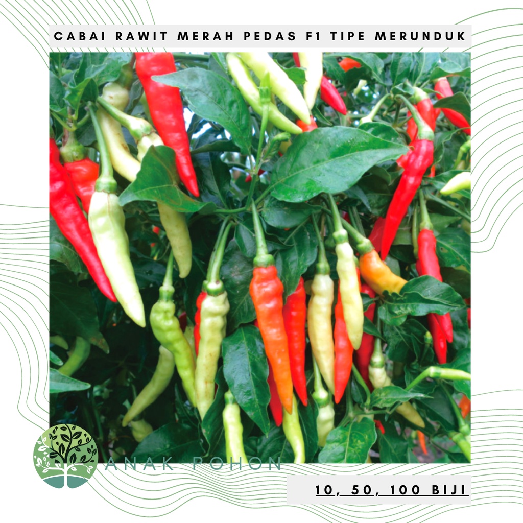 Jual Benih Bibit Biji - Cabai Rawit Merah Pedas F1 Cabe Setan Lombok ...