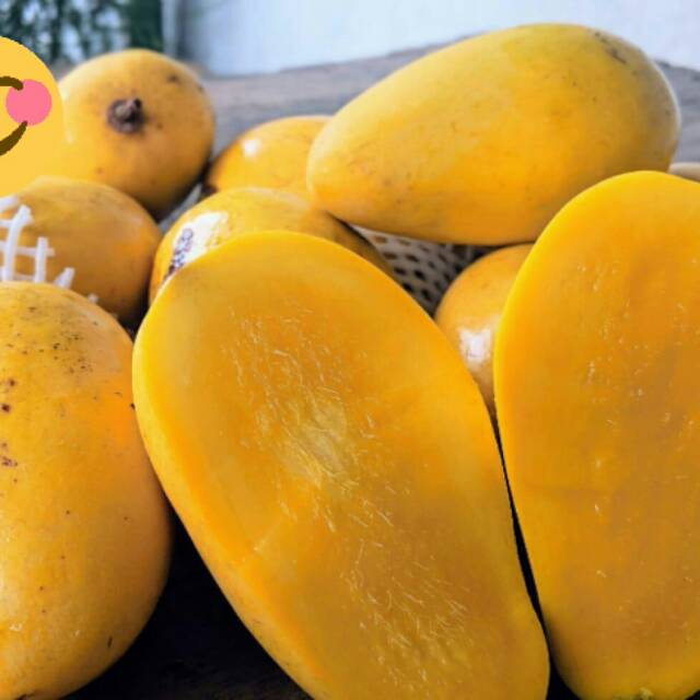 Jual Miracle Mango/Mangga Thailand/Chokanan mango thailand | Shopee ...