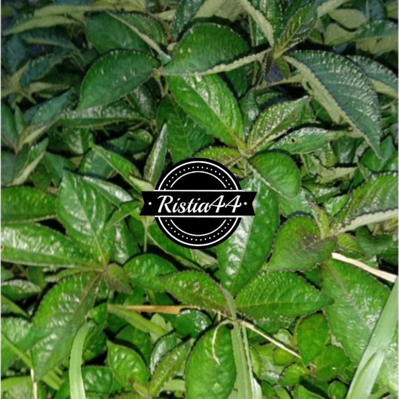 Jual Daun keji beling atau pecah beling fresh 1 kg | Shopee Indonesia