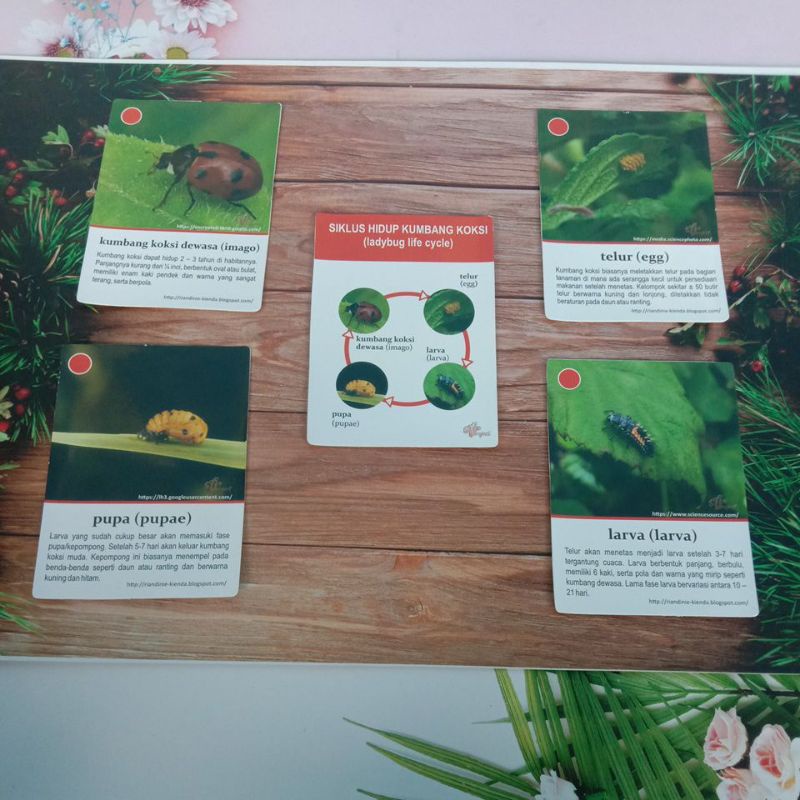 Jual Kartu Siklus Hidup life cycle card Hewan Kumbang Koksi | Shopee ...
