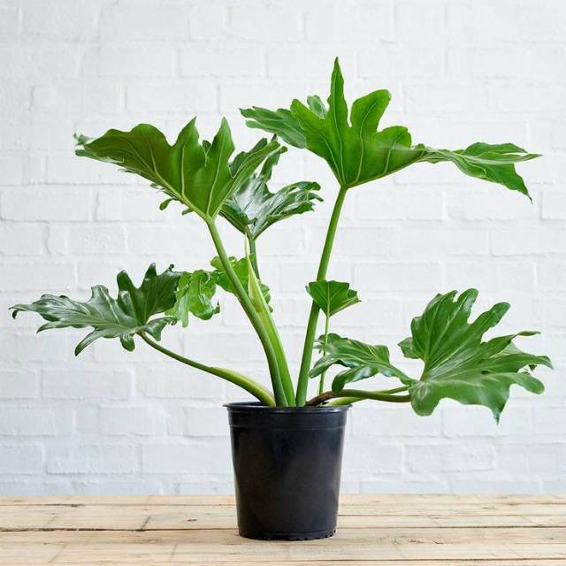 Jual Philodendron Selloum / Dendron Jari | Shopee Indonesia