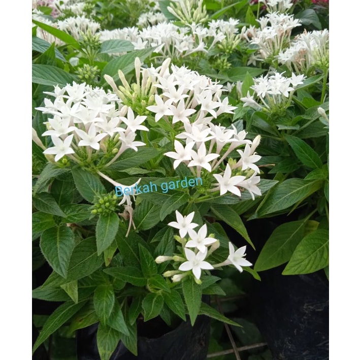Jual Tanaman Hias Bunga Pentas Lanceolata Bunga Warna Putih | Shopee ...