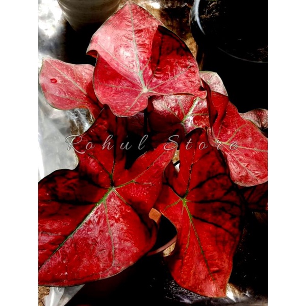Jual KELADI FESTIVIA - CALADIUM HYBRID THAI SERIES | Shopee Indonesia