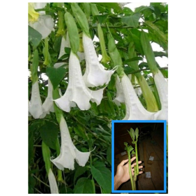 Jual 25 Bibit Stek Batang Kecubung putih / Kecubung Hutan / Bunga ...