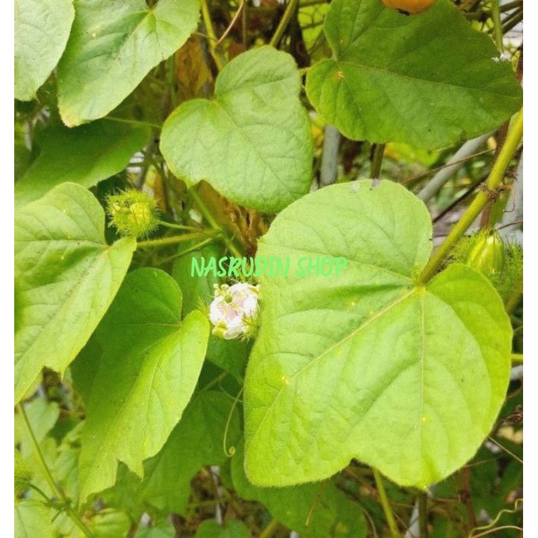 Jual DAUN RAMBUSA SEGAR 100 LEBAR LANGSUNG PETIK | DAUN ANGGUR HUTAN ...