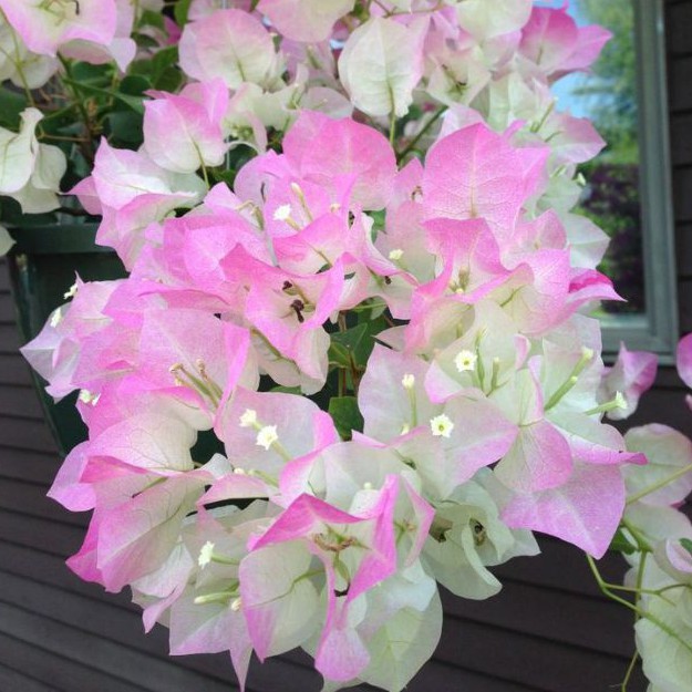 Jual Bugenvil Bengawan Solo Bibit Shopee Indonesia