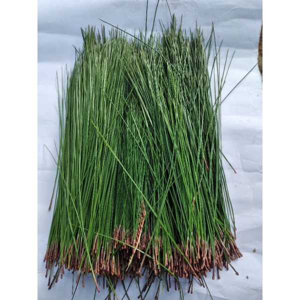 Jual daun pinus segar murni daun 500grm | Shopee Indonesia
