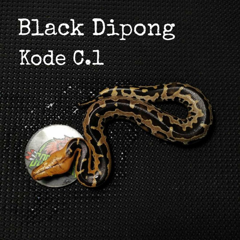 Jual Blood Python Black Dipong | Shopee Indonesia