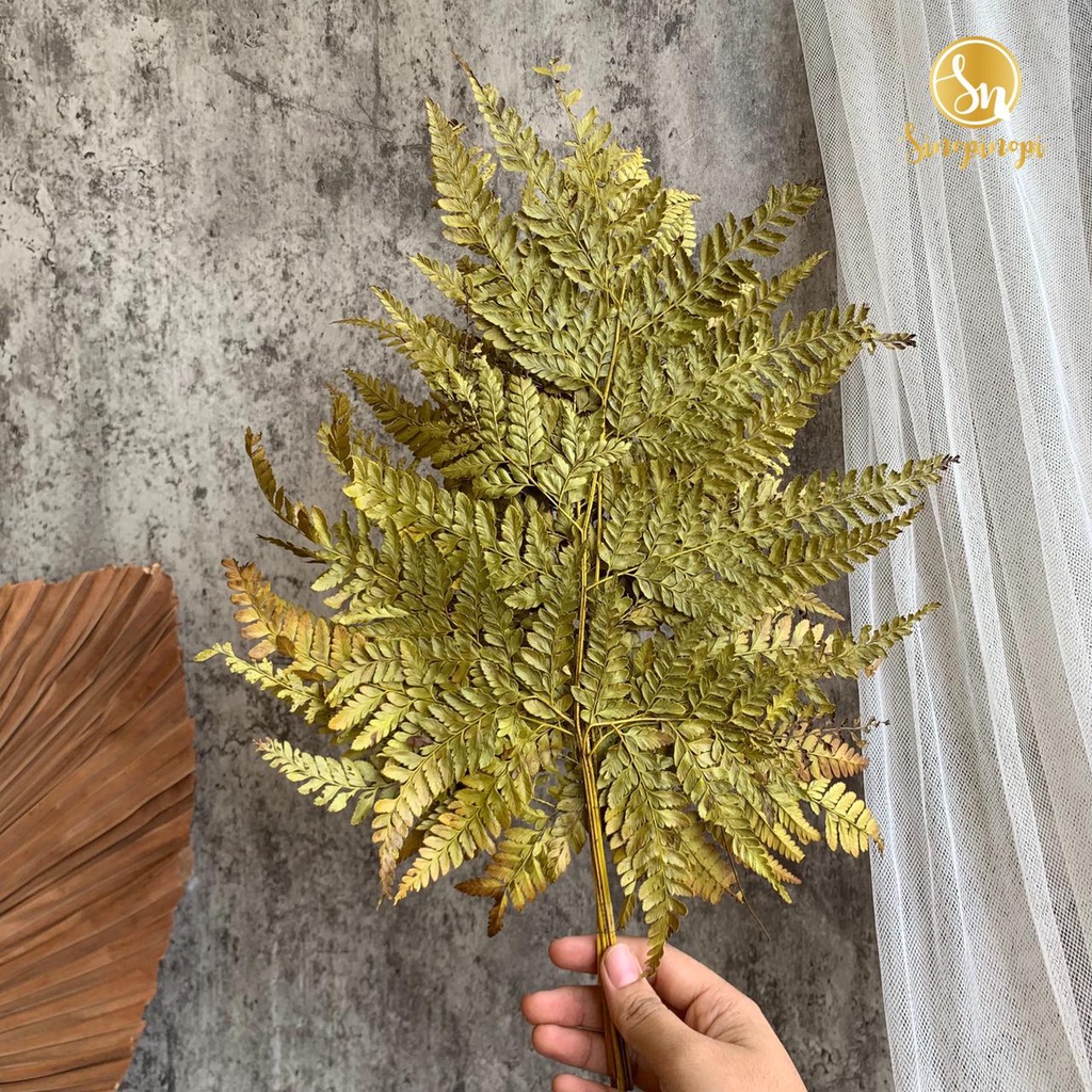 Jual BUNGA DAUN PAKIS | DRIED FLOWER RUSTIC TANAMAN LAMARAN NIKAH ...