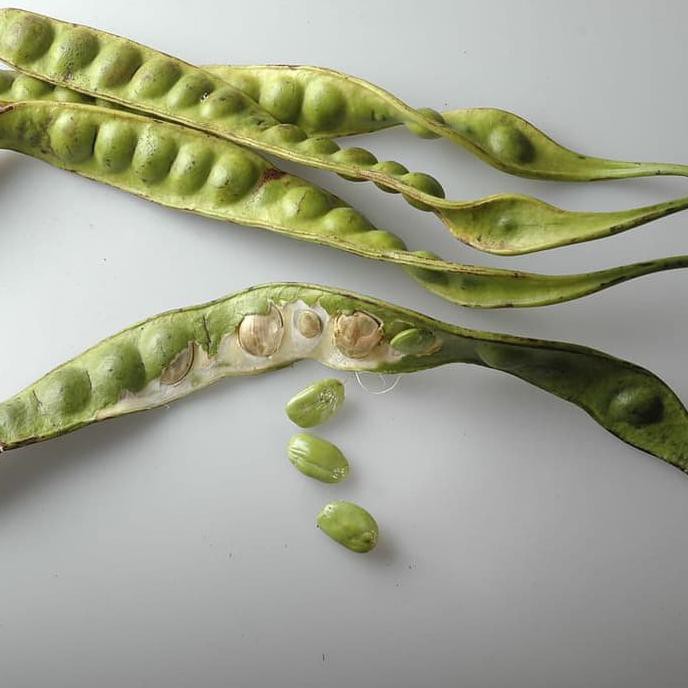 Jual Bibit Pohon Pete - Buah Petai Nasi Tanaman Pete Okulasi Cepat Berbuah Ada | Shopee Indonesia