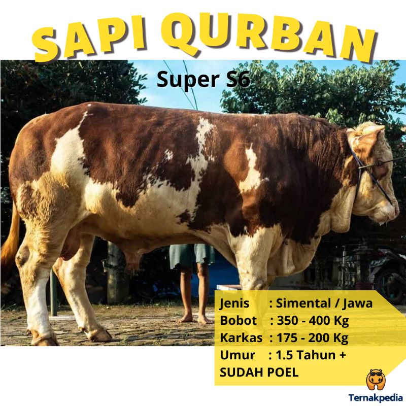 Jual Sapi Qurban 350 - 400 kg - Sapi Kurban Surabaya - Sapi Qurban ...