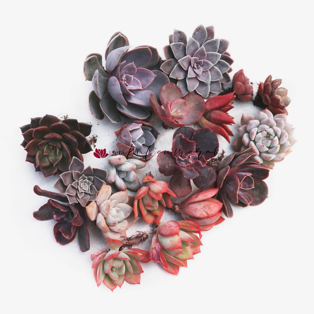 Jual PAKET 10pcs kaktus Sukulen sekulen MERAH GRATIS pot & media skulen ...