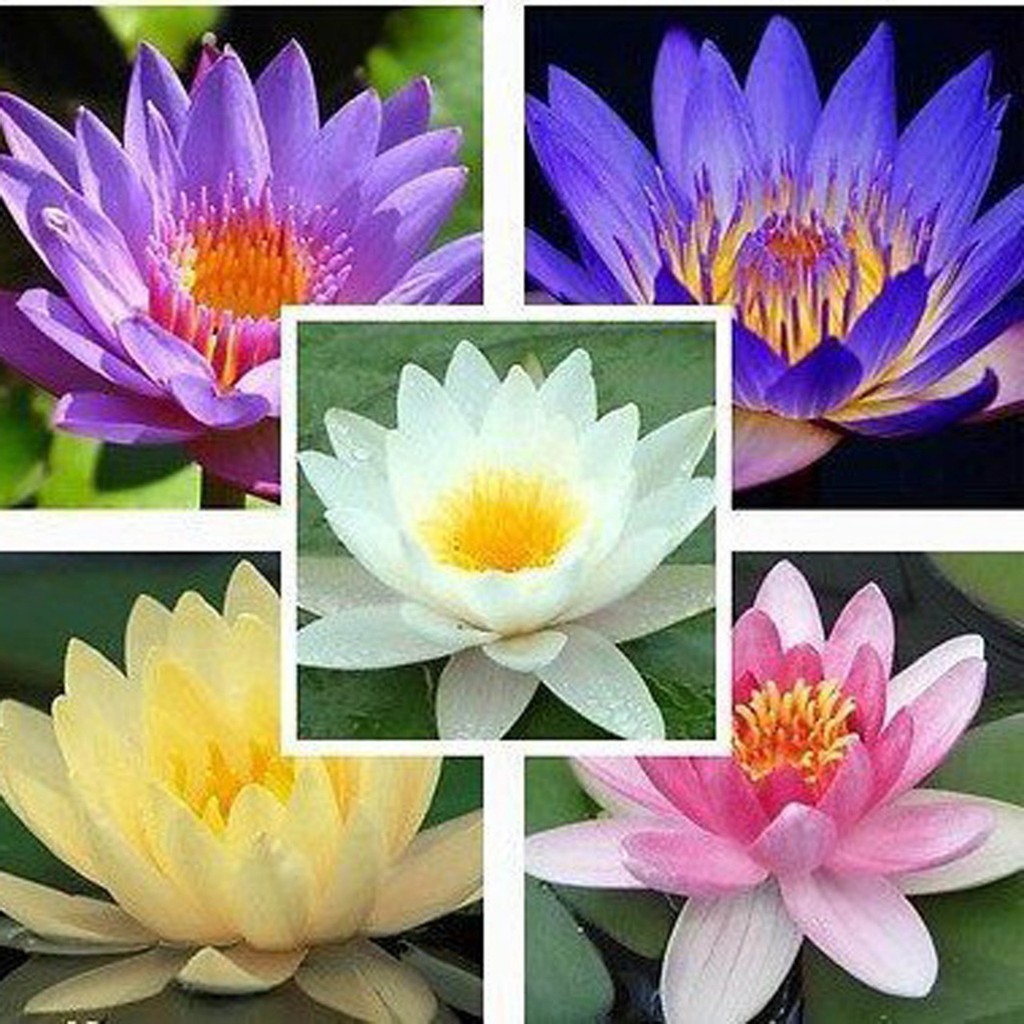 Jual Biji Bunga Teratai Lotus Mix - Bibit Tanaman Pohon Teratai Lotus ...