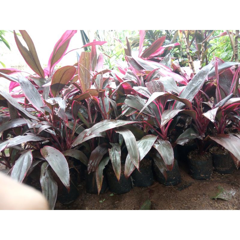 Jual Tanaman hias Pohon hanjuang merah - Tanaman Andong merah | Shopee ...