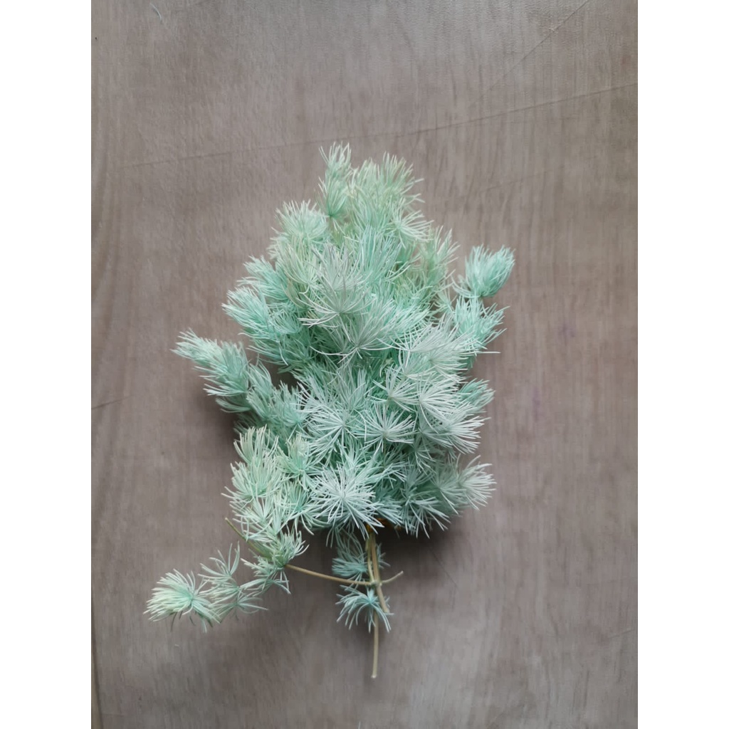 Jual Bunga Asparagus Bintang 5 gram Serba 15 Ribu | Shopee Indonesia