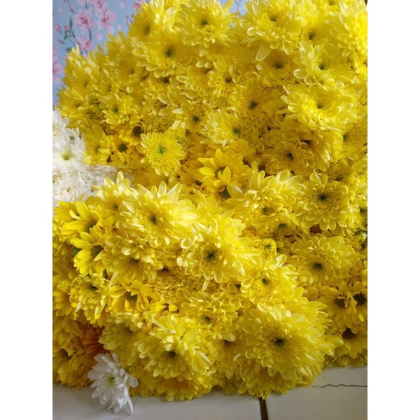 Jual Bunga Potong Krisan Euro | Murah 1 ikat 10 tangkai | Shopee Indonesia