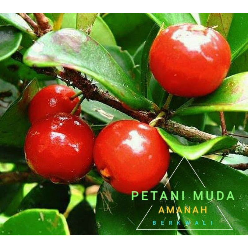 Jual bibit bit cherry cangkok berbuah | Shopee Indonesia