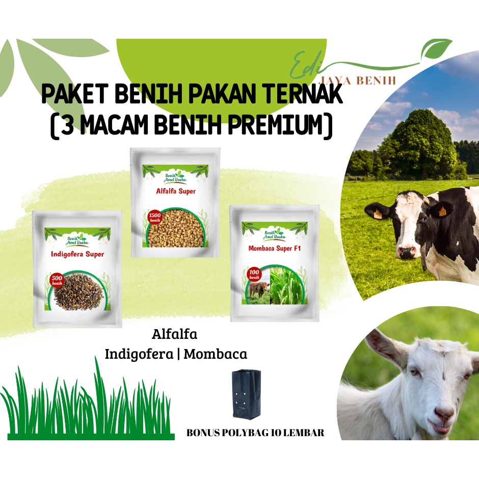 Jual 3 macam benih pakan ternak PREMIUM benih indigofera/benih alfalfa ...