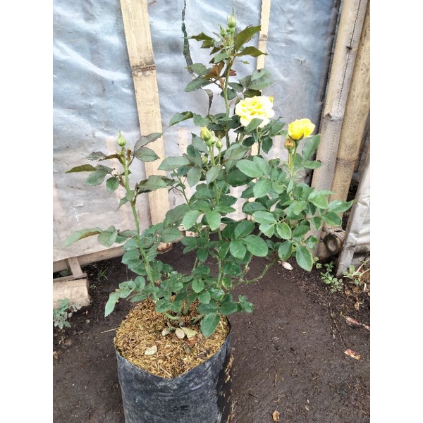 Jual sunsprite yellow semi induk | Shopee Indonesia