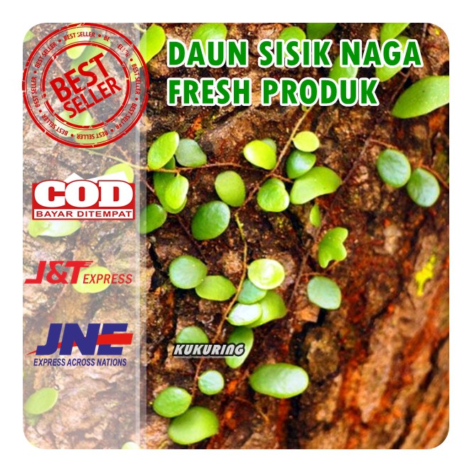 Jual DAUN SISIK NAGA ATAU PICISAN | Shopee Indonesia