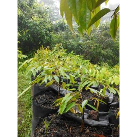 Jual Her0 Bibit Durian Kani / Chanee Ini Memang Terbaik | Gbb | Shopee ...