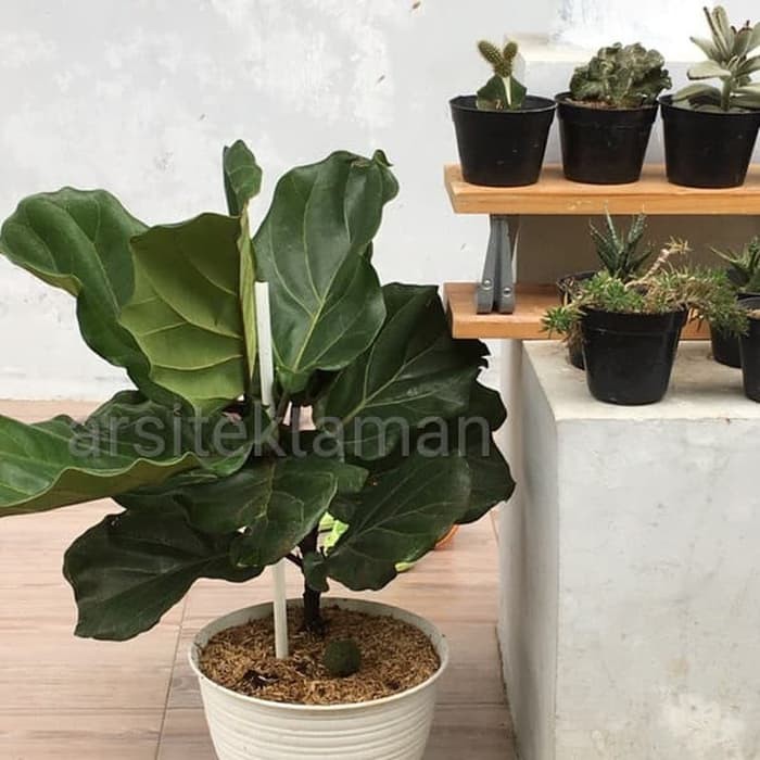 Jual pohon ketapang biola cantik - pohon biola cantik - ara biola ...