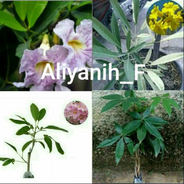 Jual Paket tanaman hias tabebuya & pacira money tree | Shopee Indonesia