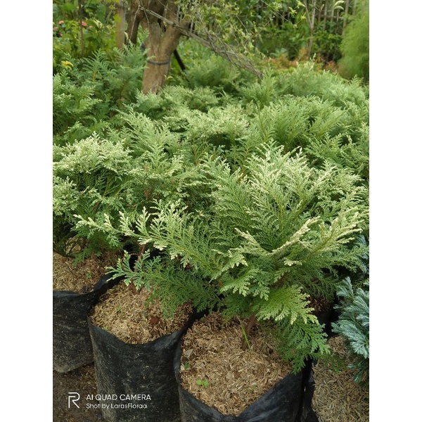 Jual Tanaman Hias Cemara inoki Pohon Cemara inoki gold Tanaman Cemara ...