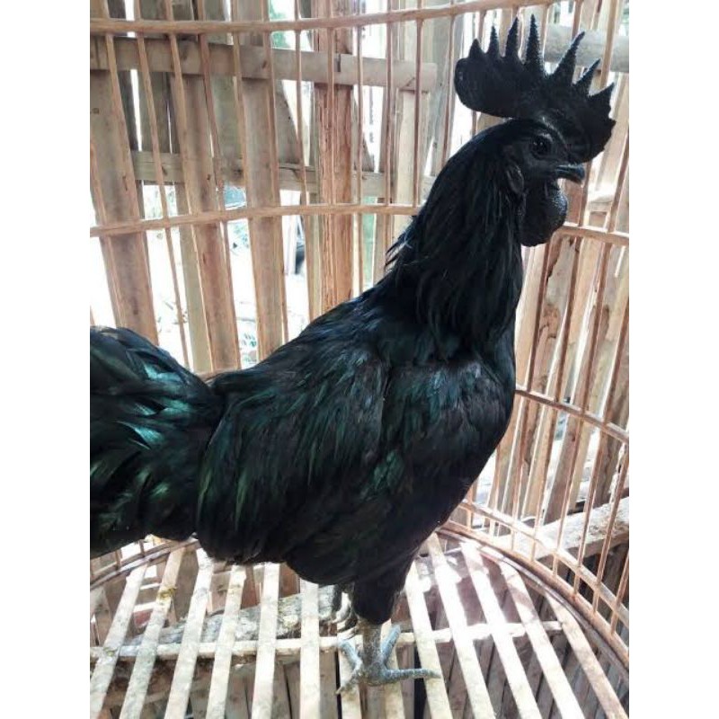 Jual Ayam Cemani asli | Shopee Indonesia